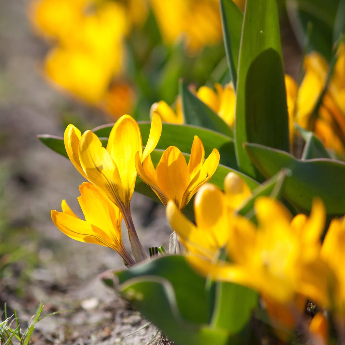 Crocus Chrysanthus Collection – Early Blooming & Vibrant Colours ...