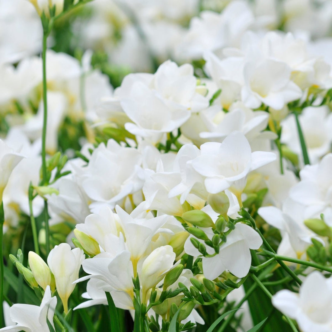 Buy Freesia Hadeco Bedding Collection – Fragrant & Colourful – Oldboy's ...