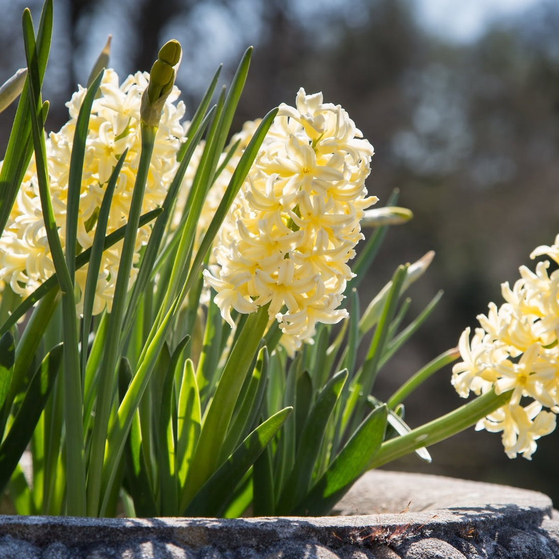 Hyacinth Bulbs for Sale | Fragrant Spring Flowers for Pots & Gardens ...