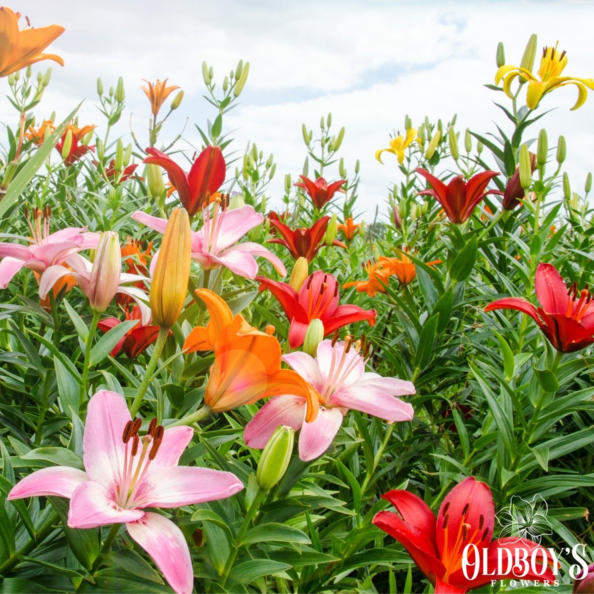 Premium Lilium Bulb Collection – Oldboy's Flowers