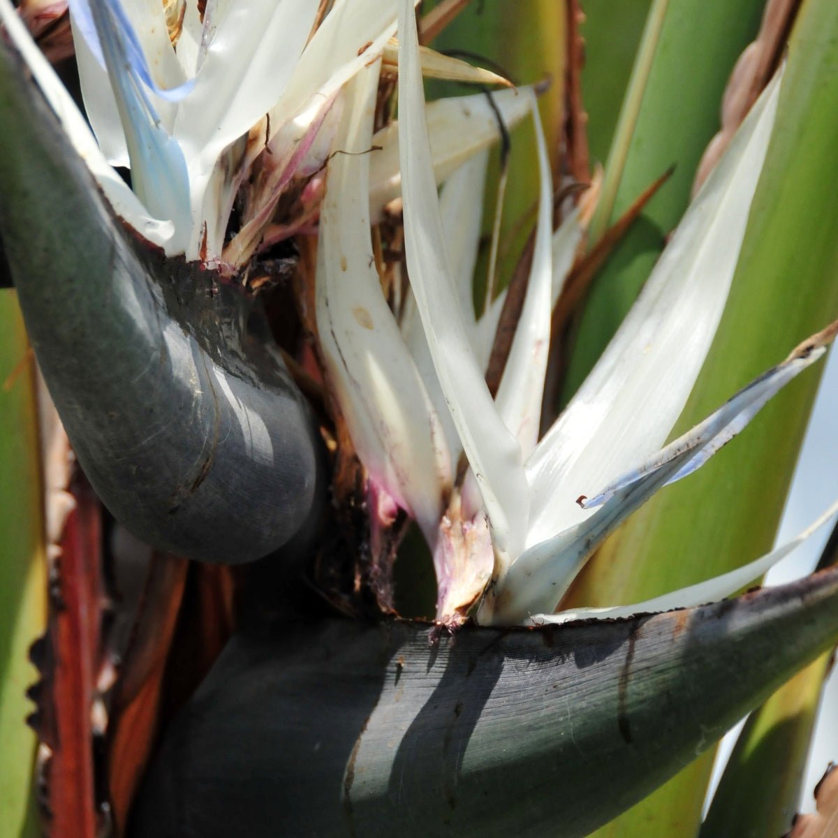 Bird of Paradise Collection – Bold, Tropical Elegance – Oldboy's Flowers