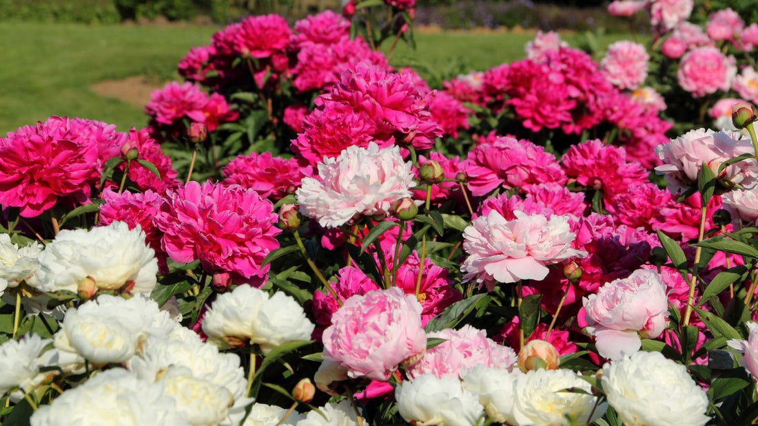 Tree Peony Collection – Regal Blooms for Your Garden – Oldboy's Flowers