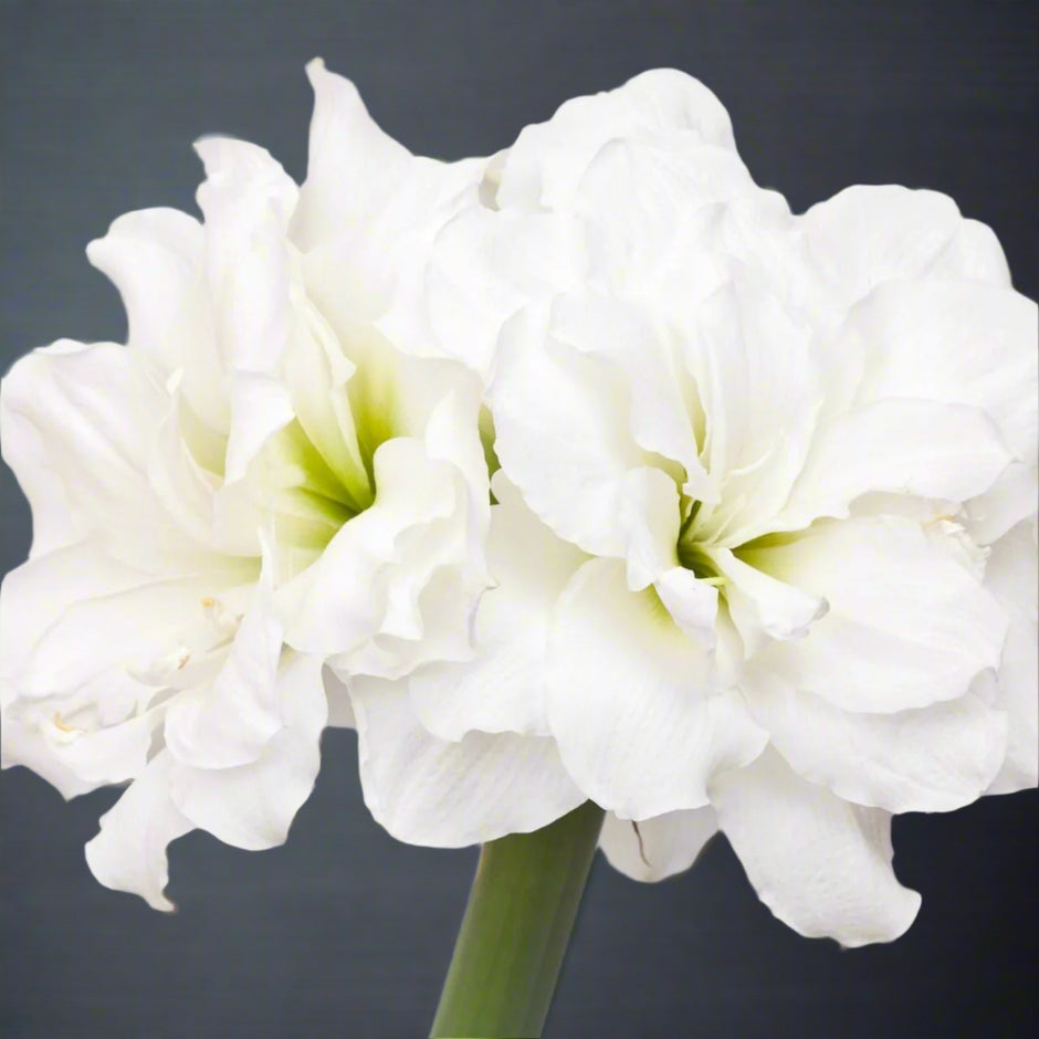 Buy Flower Bulbs Online | Premium Quality Bulbs for Sale – Oldboy's Flowers