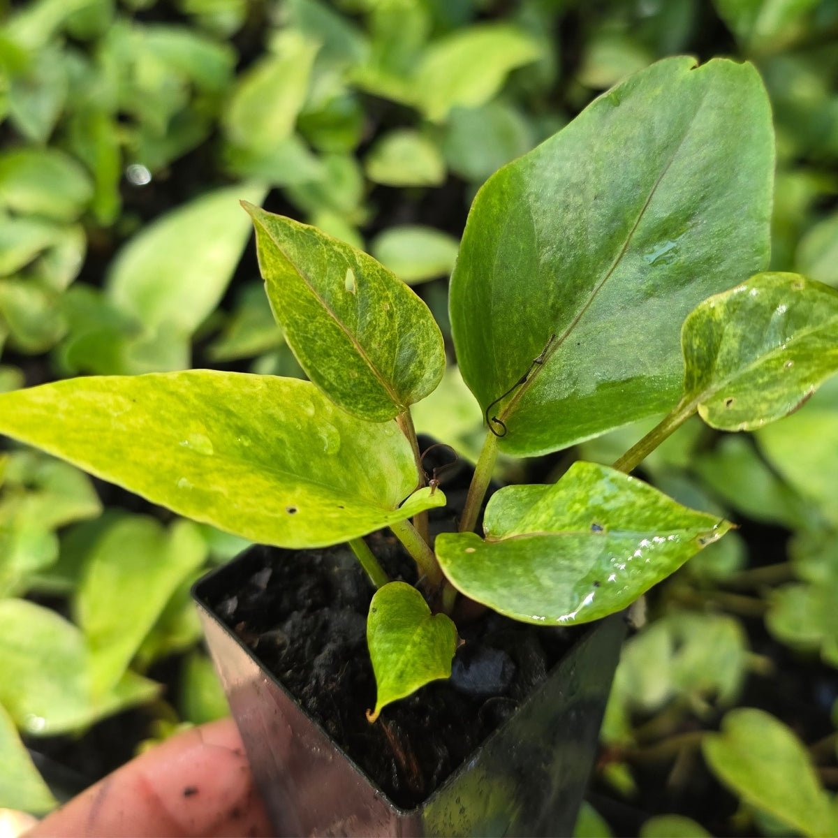 Anthurium ‘Renaissance’ Variegated – Rare Aroid with Marbled Foliage ...