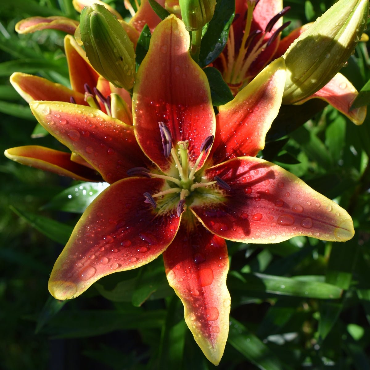 Shop 'Avalon Sunset' AOA lilium bulb – vibrant summer lily blooms ...