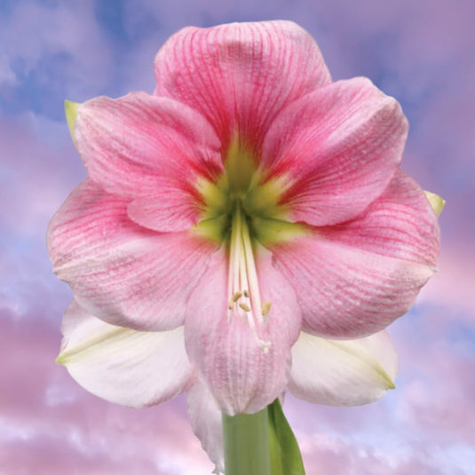 Buy Flower Bulbs Online | Premium Quality Bulbs for Sale – Oldboy's Flowers