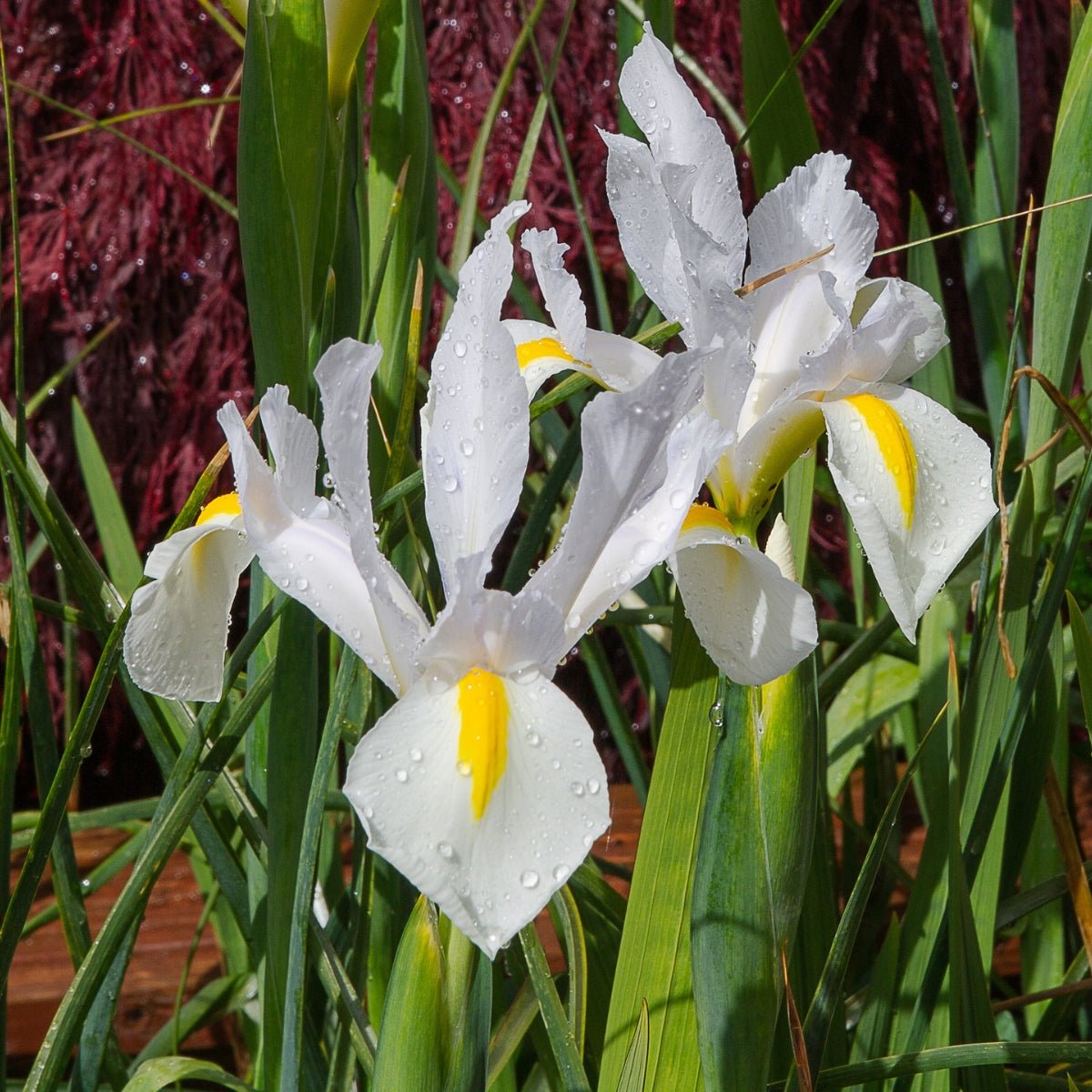 Pre-Order Dutch Iris 'Alaska' (Iris x hybrid) – White & Yellow Blooms ...
