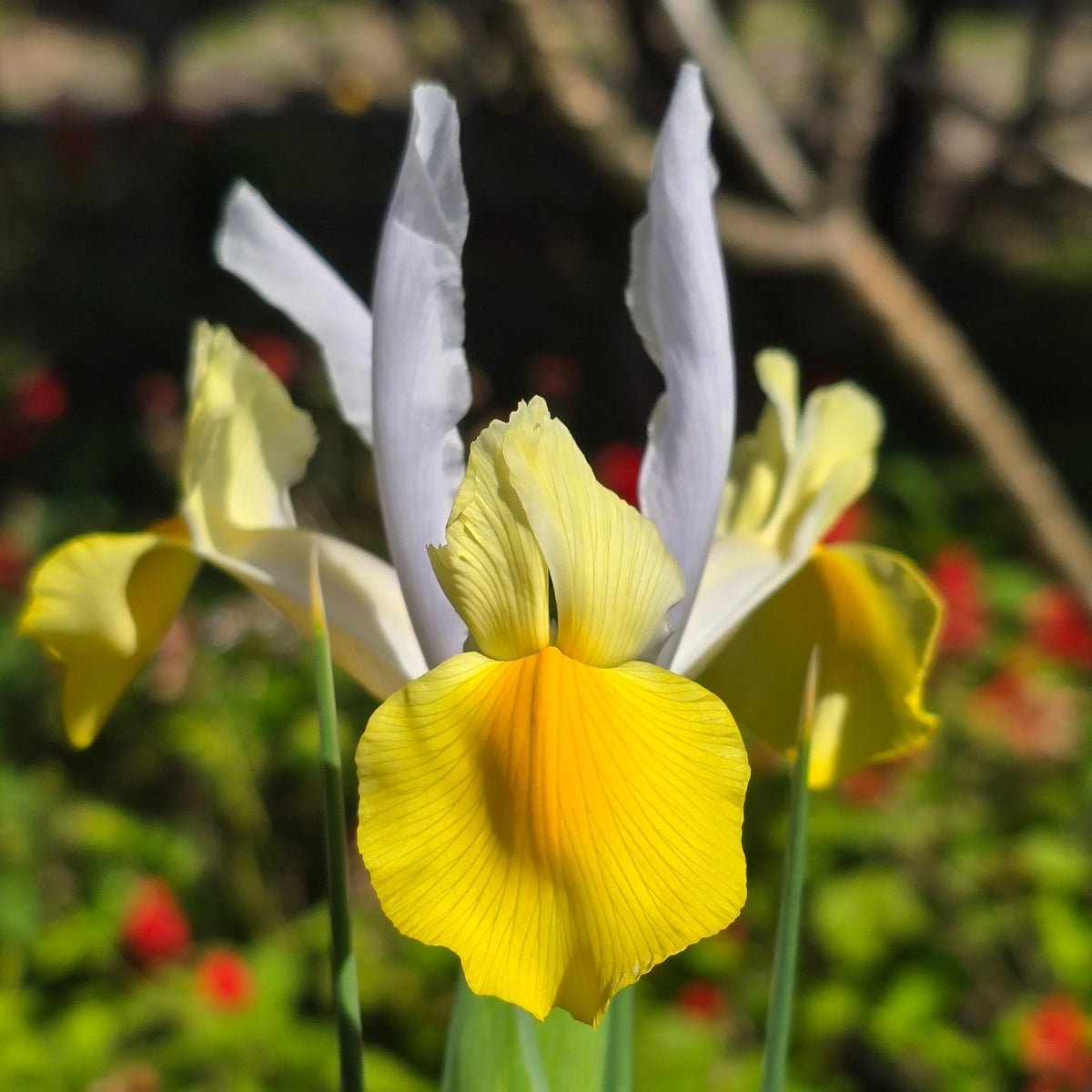 Pre-Order Dutch Iris 'Montecito' (Iris x hybrid) – White & Gold ...