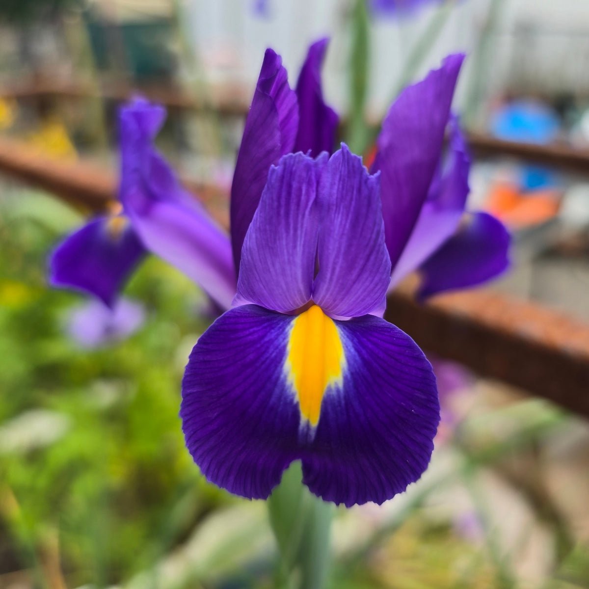 Pre-Order Dutch Iris 'Valentine' (Iris x hybrid) – Deep Purple Luxury ...