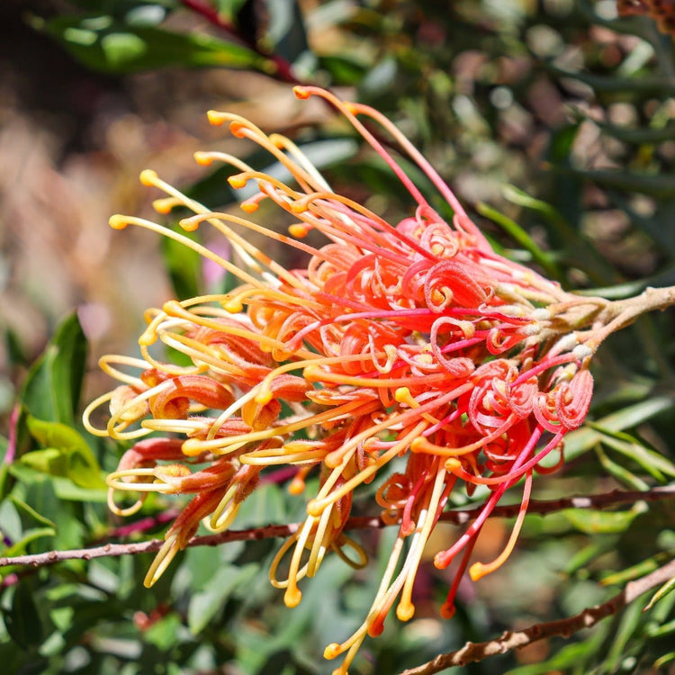 Grevillea Plants for Sale | Hardy Bird-Attracting Native Shrubs ...