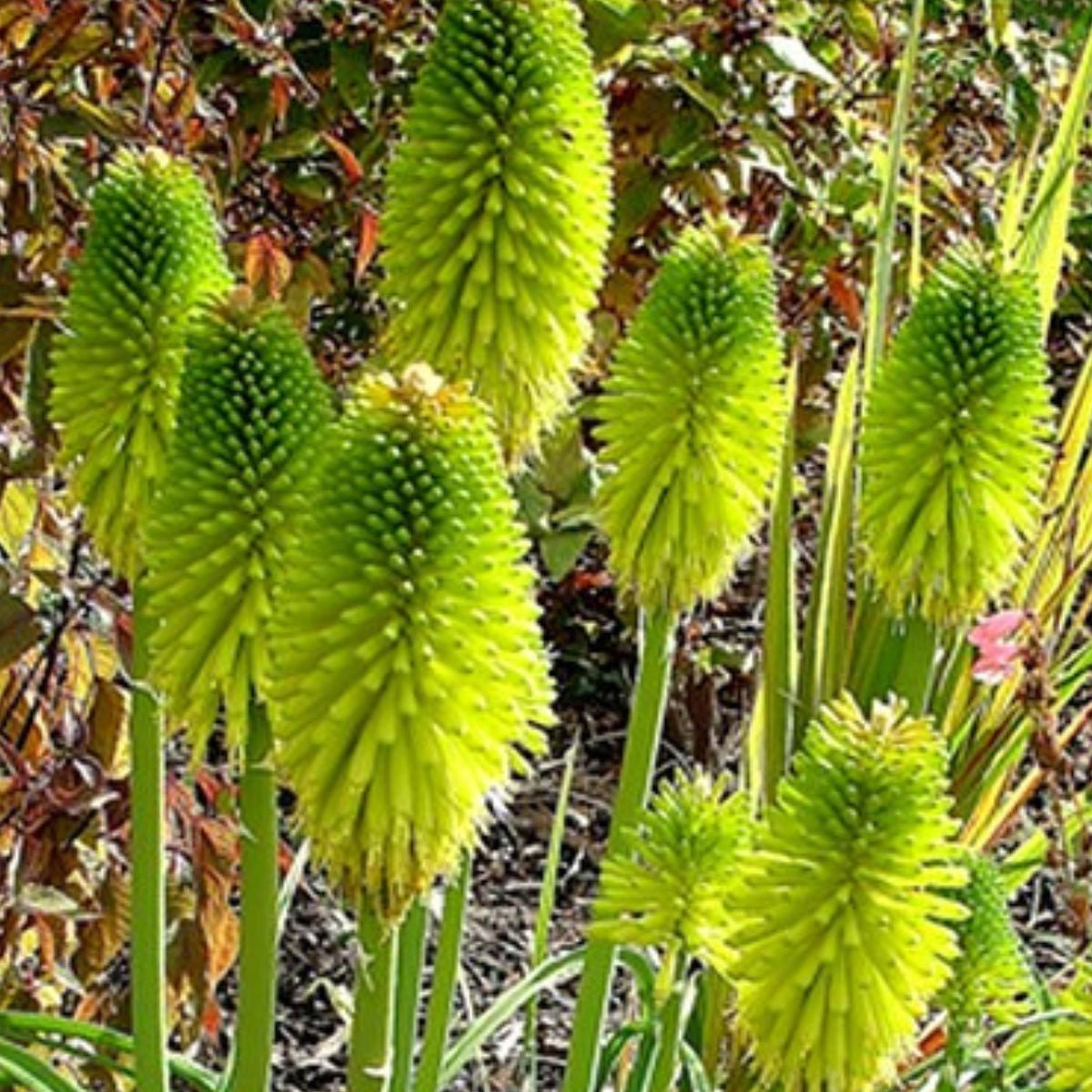 Stunning Kniphofia – Easy-Care Plants for a Colourful Garden – Oldboy's ...