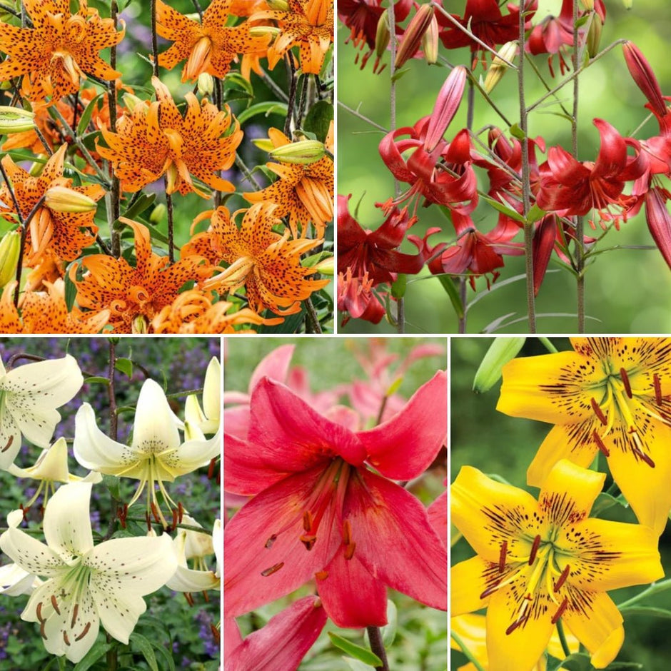 Buy Flower Bulbs Online | Premium Quality Bulbs for Sale – Oldboy's Flowers