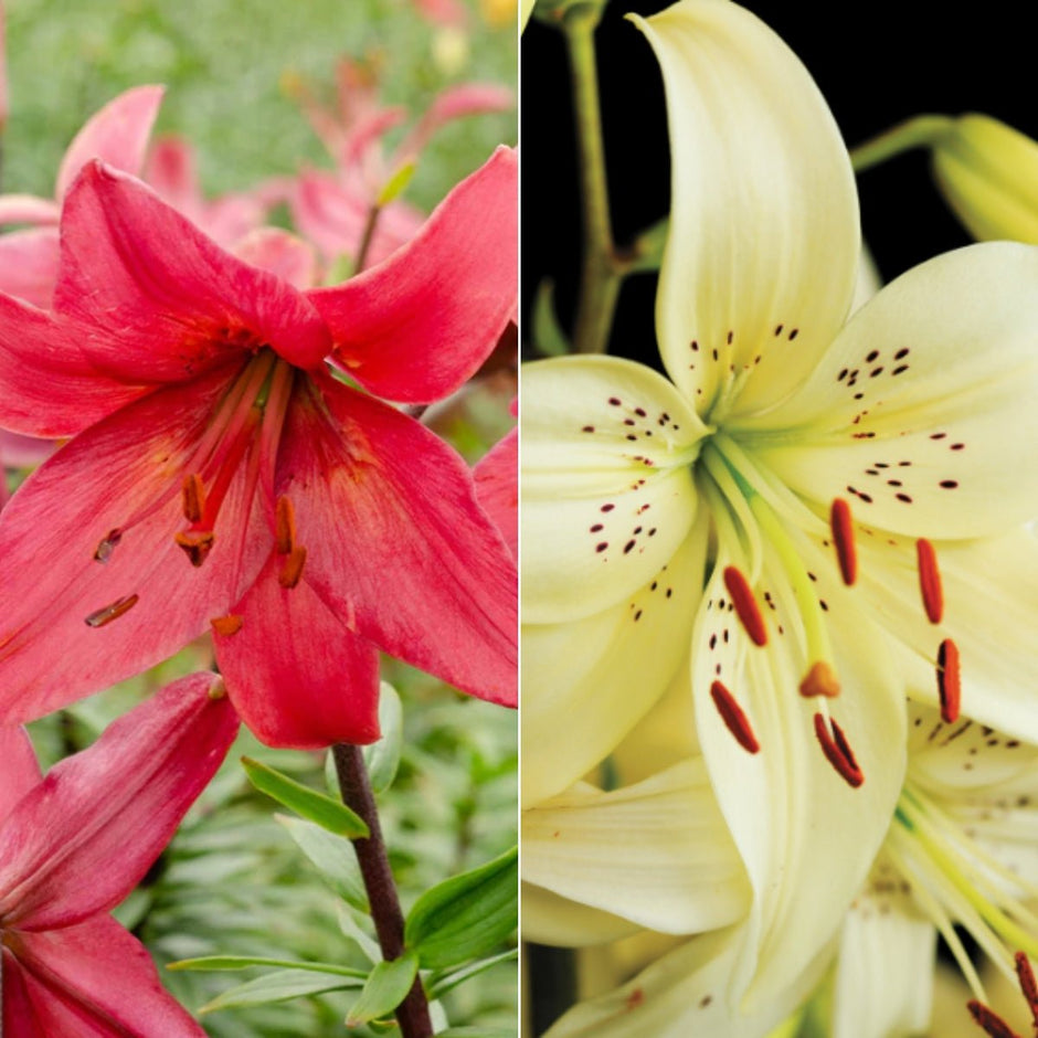 Plants | Indoor and Outdoor | Oldboy's Flowers