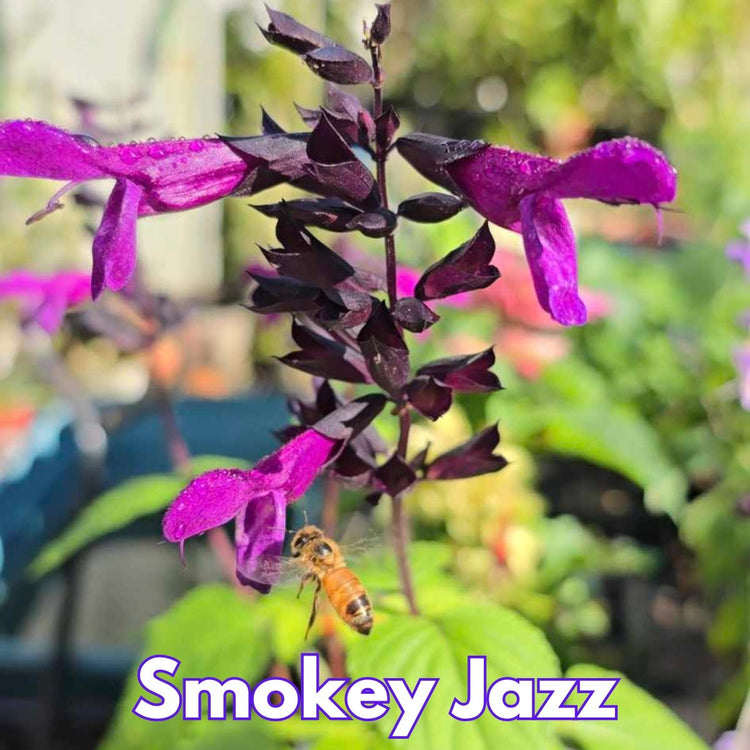 Plants | Indoor and Outdoor | Oldboy's Flowers