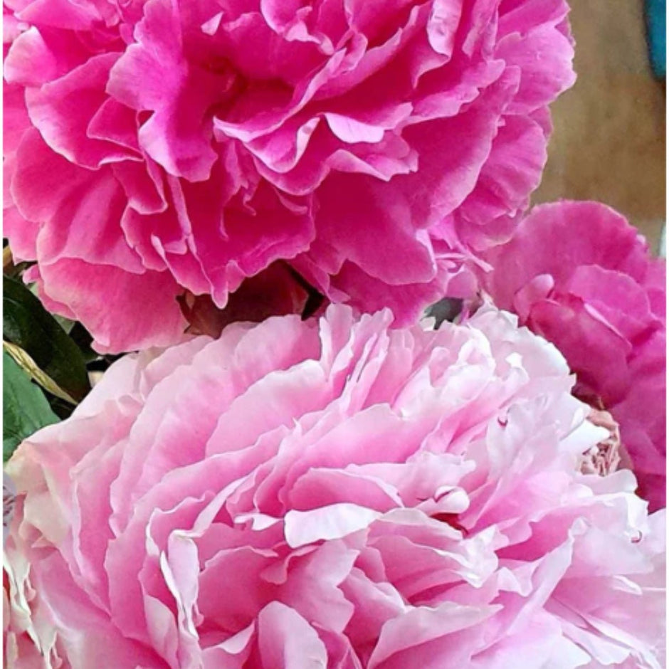 Oldboy's Flowers | Flowering Plants, Indoor Plants & Gardening Gifts
