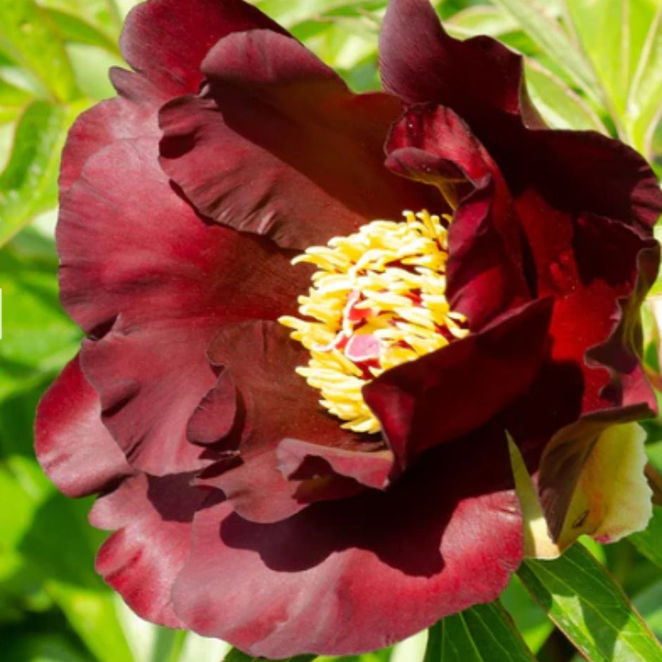 Oldboy's Flowers | Flowering Plants, Indoor Plants & Gardening Gifts