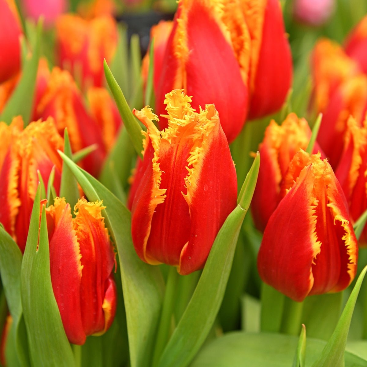 Triumph Tulip ‘Fabio’ – Red & Yellow Bicolour Tulip Bulbs Pre-Order ...