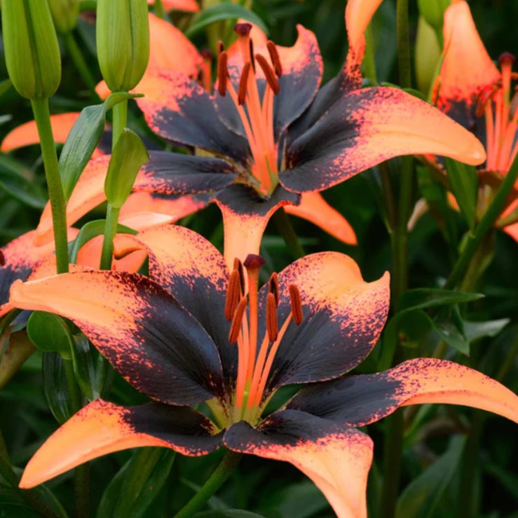 Oldboy's Flowers | Flowering Plants, Indoor Plants & Gardening Gifts