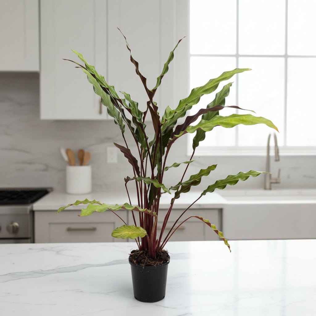 Velvet Calathea – Calathea rufibarba - Lush Indoor Plant – Oldboy's Flowers