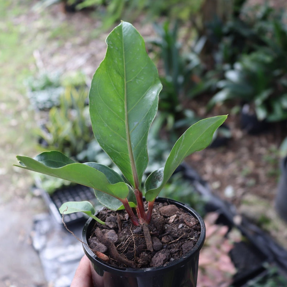 Flowering Plants For Sale Australia | Oldboy's Flowers