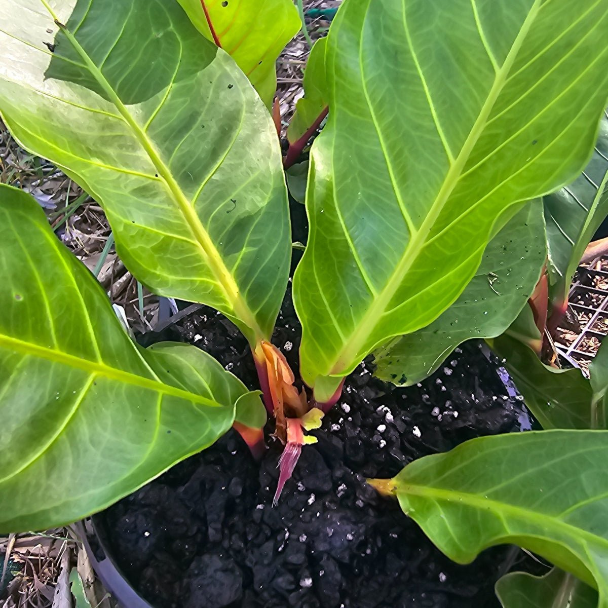 Anthurium 'Pink Ruffles' - Birds Nest - Unique Houseplant – Oldboy's Flowers