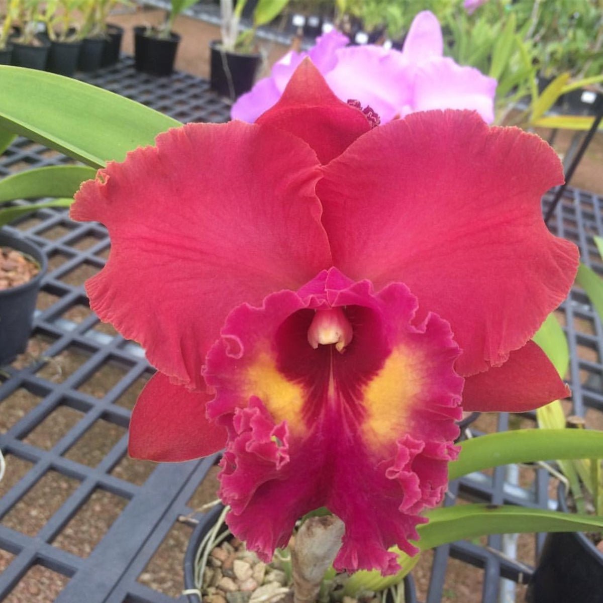 Cattleya Orchid in 50mm Pot - Shop Online Now – Oldboy's Flowers