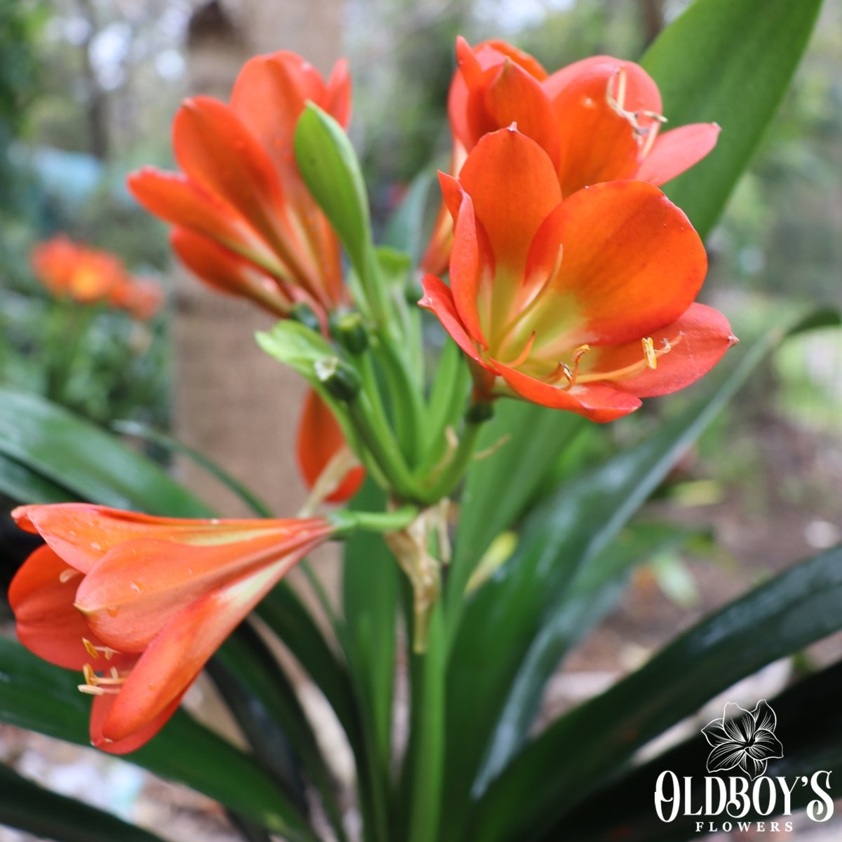 Clivias | Plants | Oldboy's Flowers
