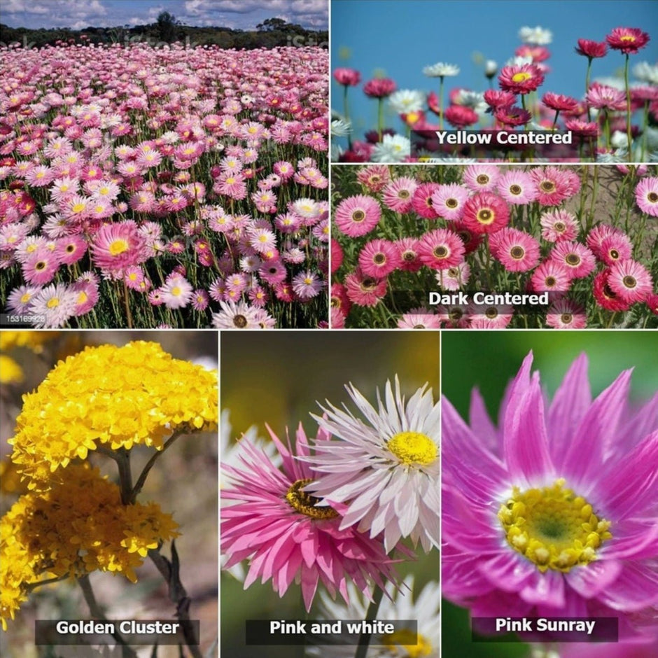 Flowering Plants For Sale Australia | Oldboy's Flowers