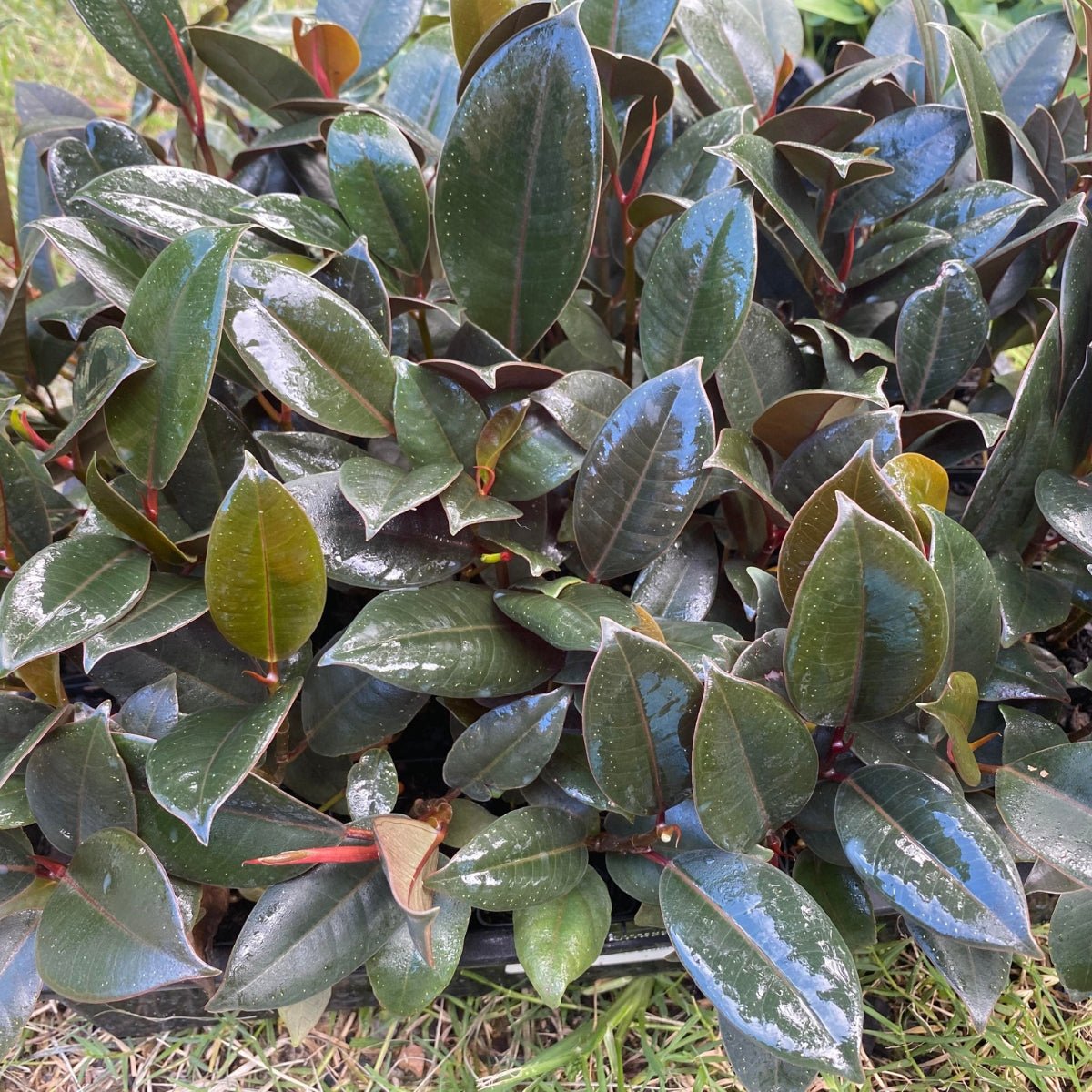 Ficus 'Burgundy' - Indoor Rubber Plant with Dark Glossy Leaves – Oldboy ...