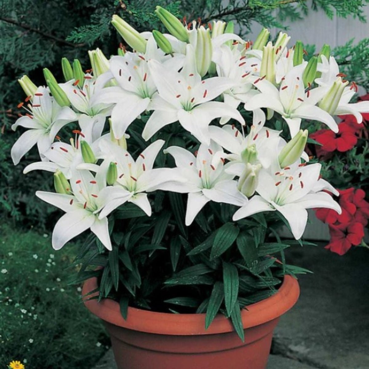 Liliums - Pot Asiatics | Bulbs For Sale | Oldboy's Flowers