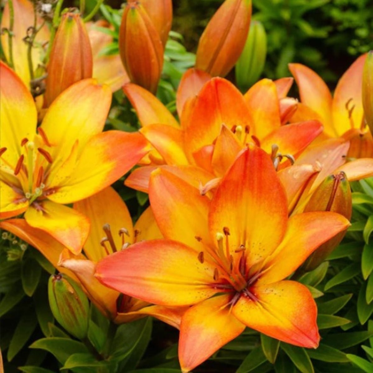 Liliums - Pot Asiatics | Bulbs For Sale | Oldboy's Flowers