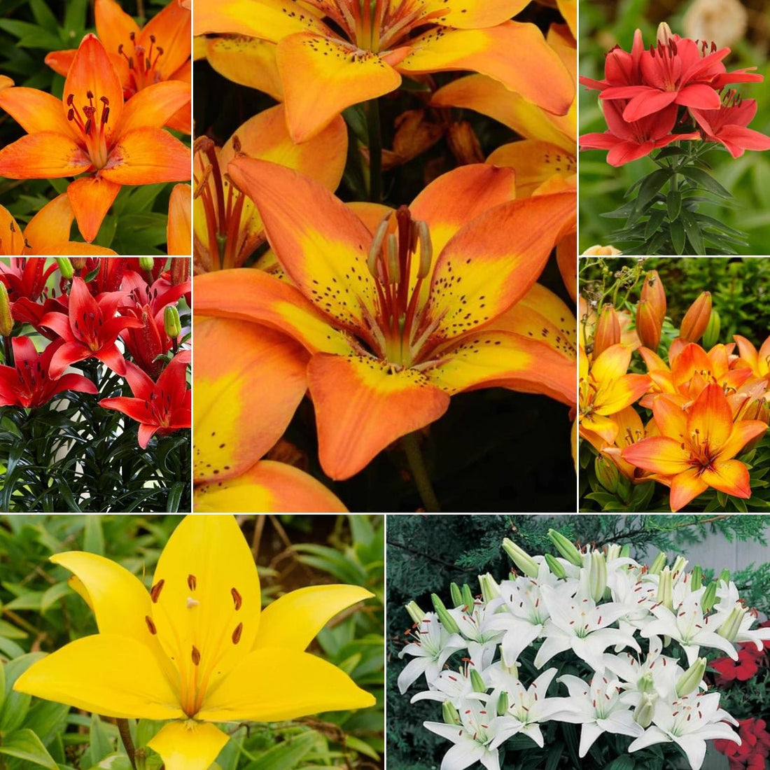 Premium Lilium Bulb Collection – Oldboy's Flowers