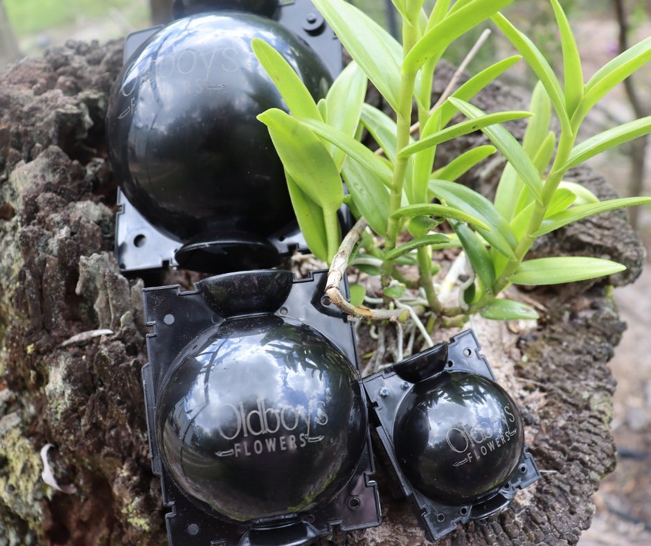 Plant Multiplying Pods - Grow More Plants Fast! – Oldboy's Flowers