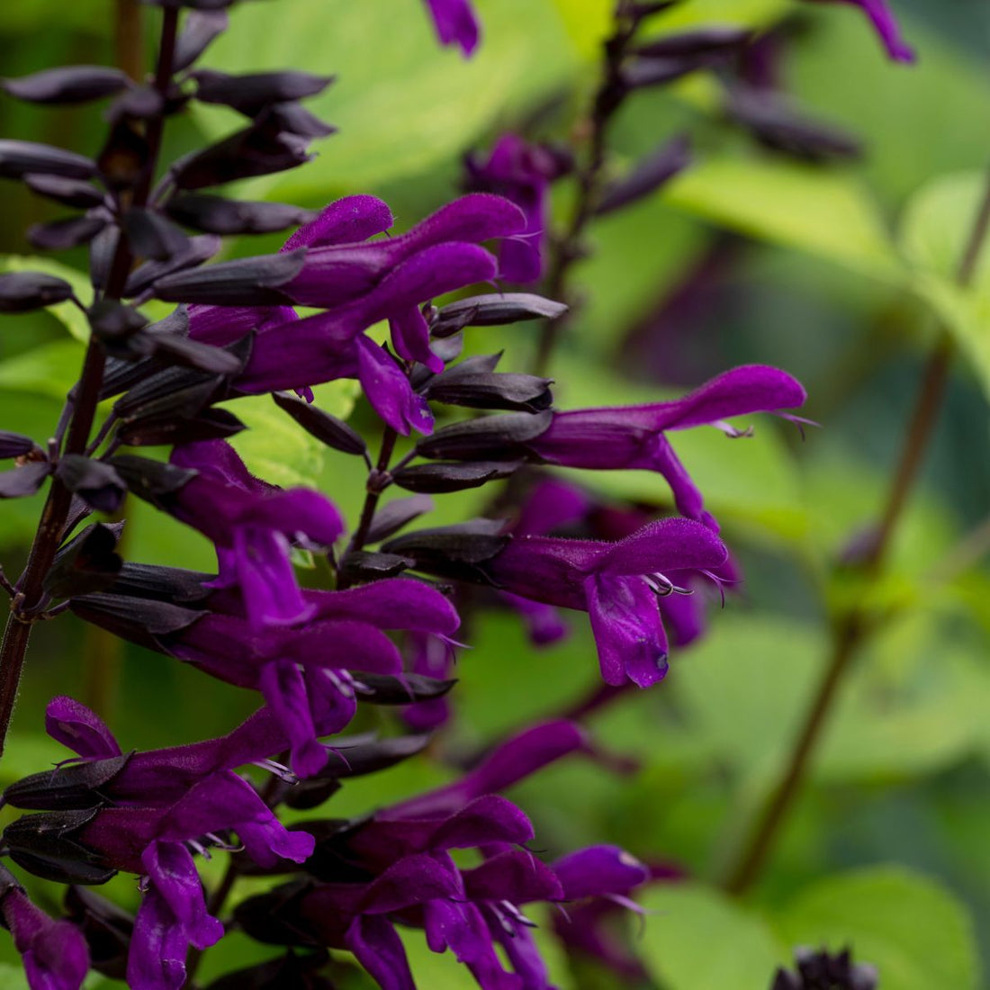 Explore Our Salvia Collection: Diverse & Vibrant Varieties – Oldboy's ...